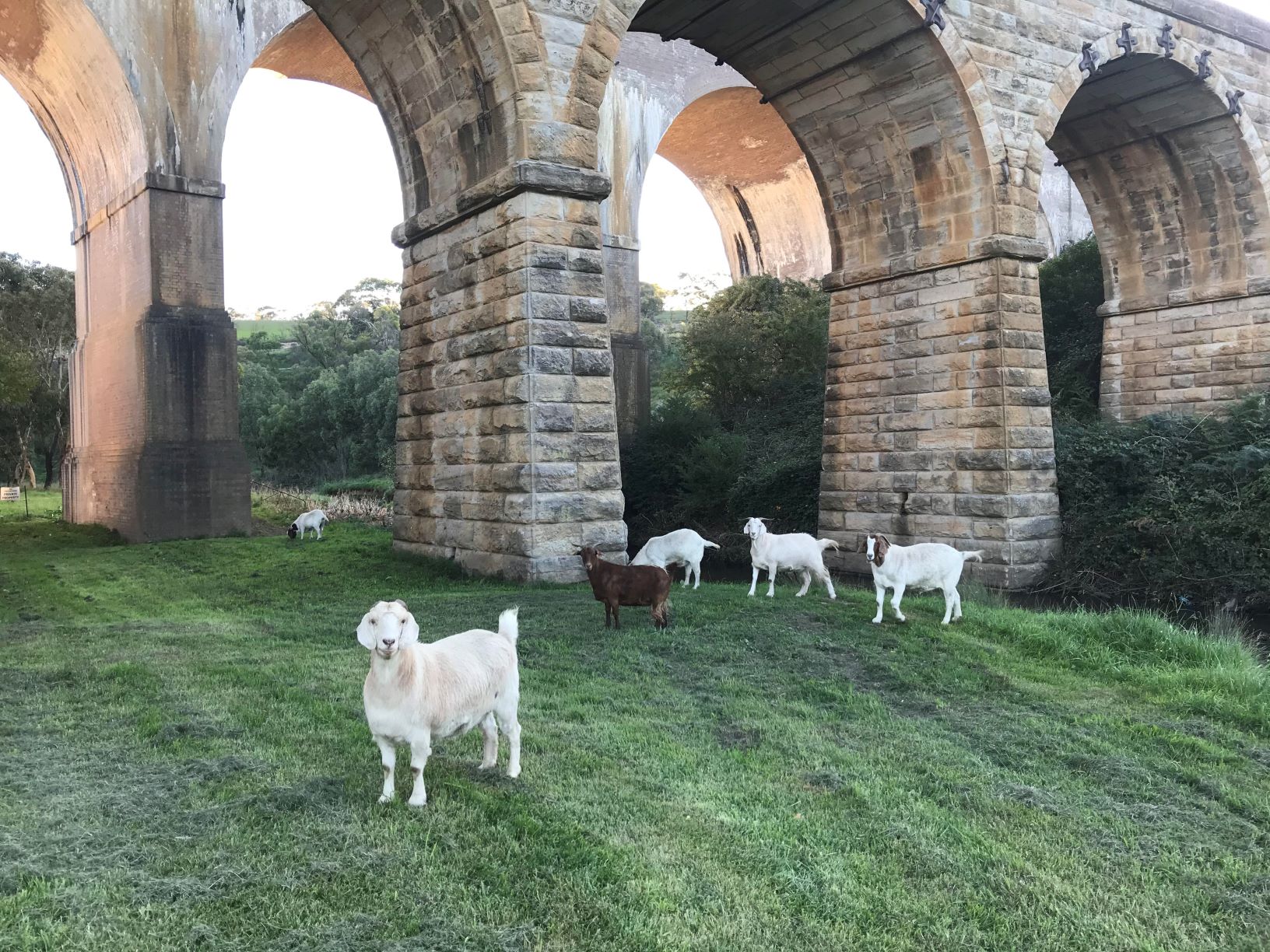 Visit our Farm Animals – Lithgow Tourist & Van Park