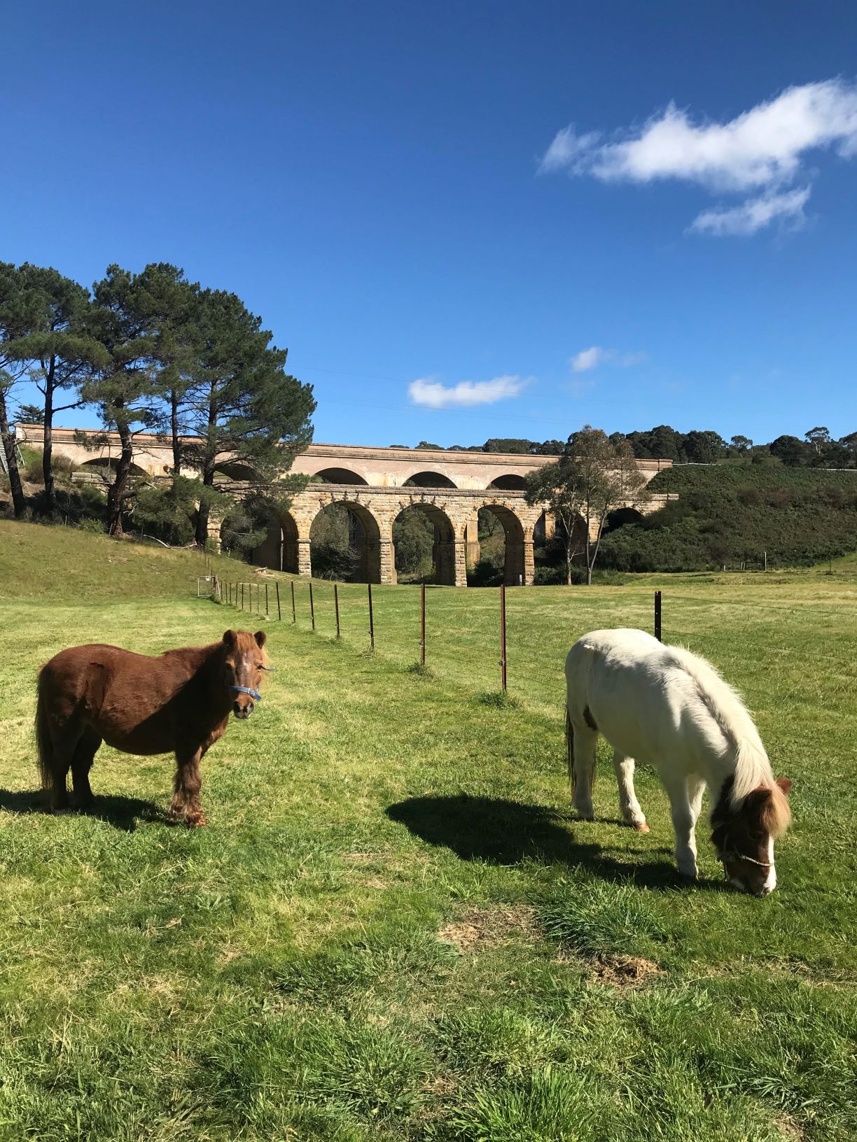 Visit our Farm Animals – Lithgow Tourist & Van Park